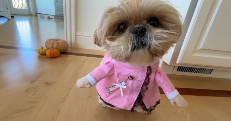 Pet Fashion Trends 2024: Exploring Designer Dog Collars - Wet Paint